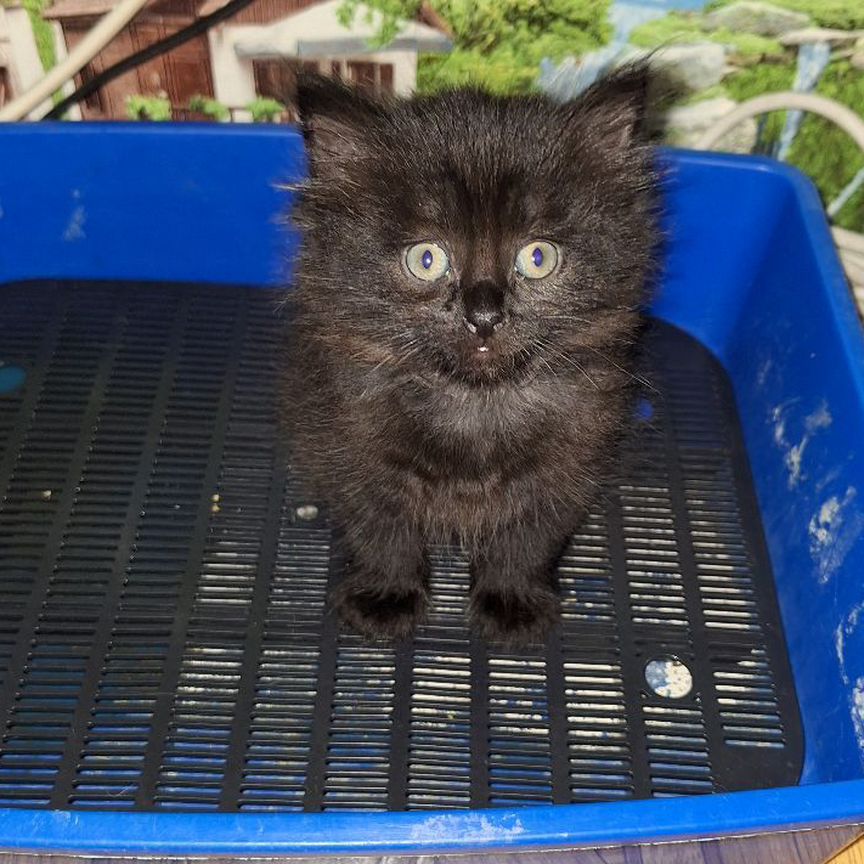 Продам котят