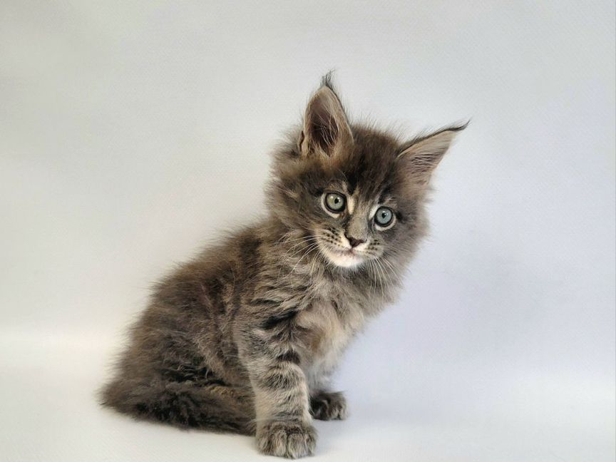 Котята мейн-кун