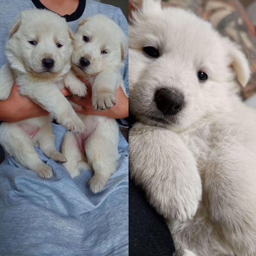 Белая швейцарская овчарка, щенок