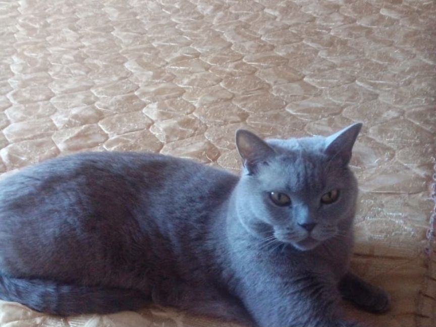 Британский кот. Отдам в хорошие руки