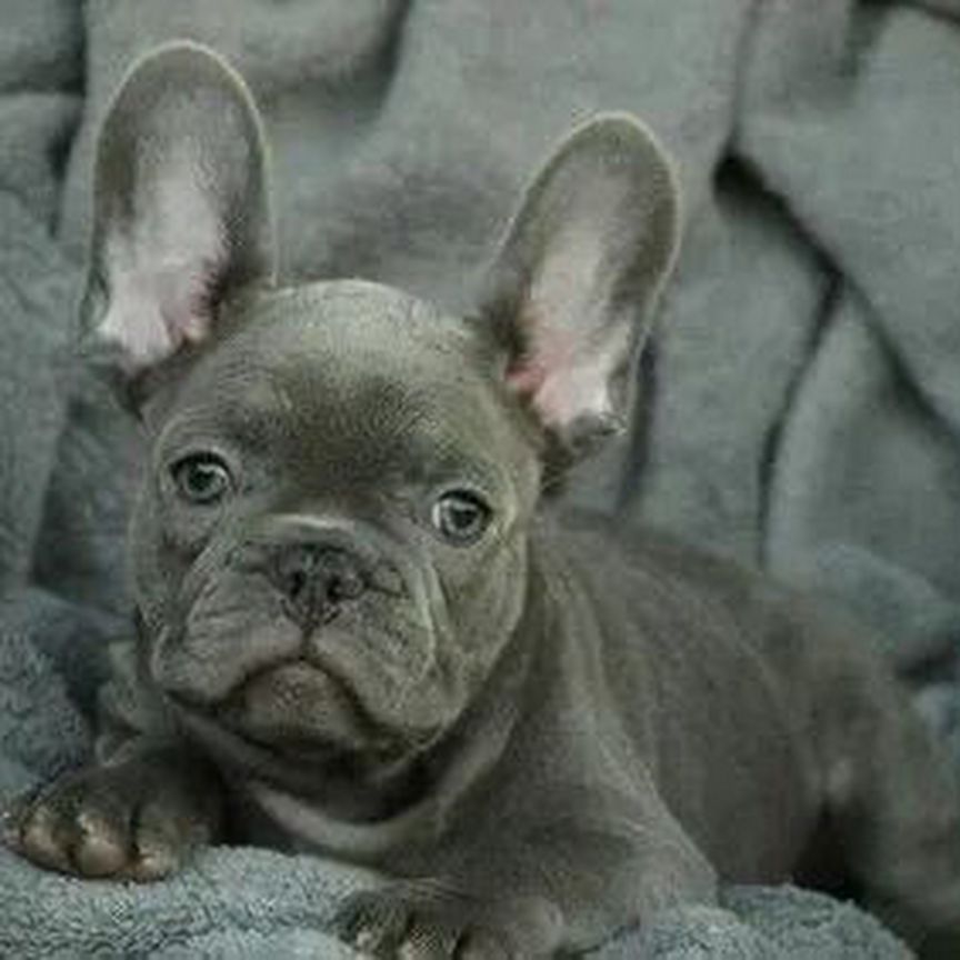 Французский бульдог щенки