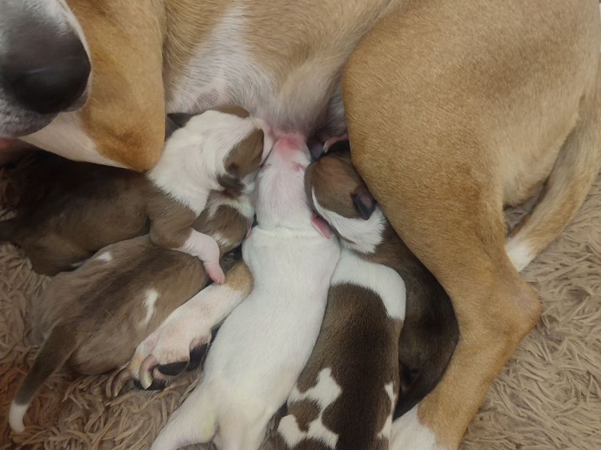 Стаффордширский терьер щенки