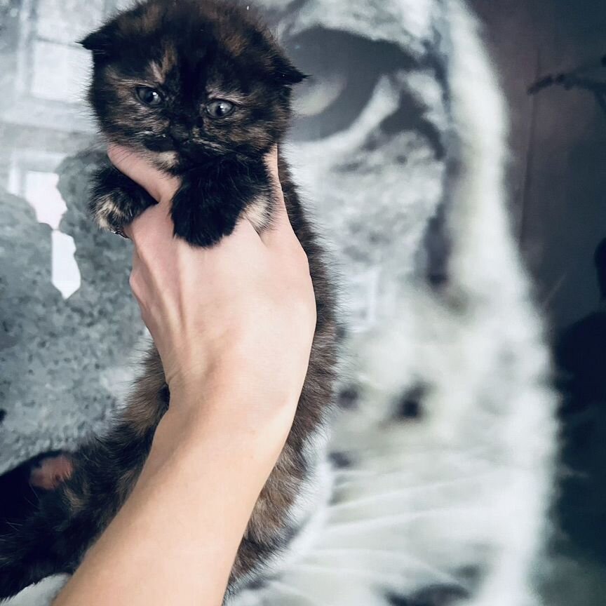 Шотландские вислоухие котята