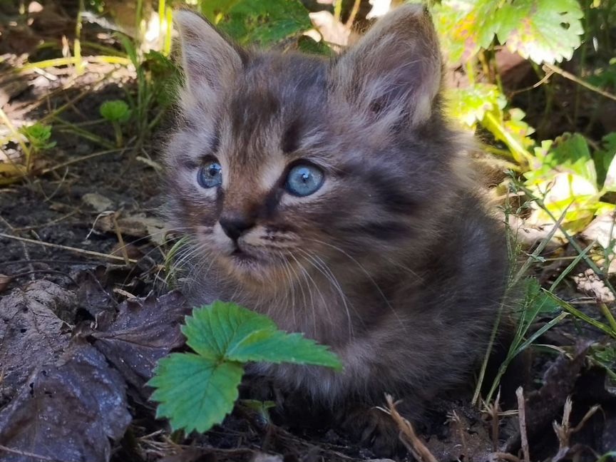 Отдам бесплатно