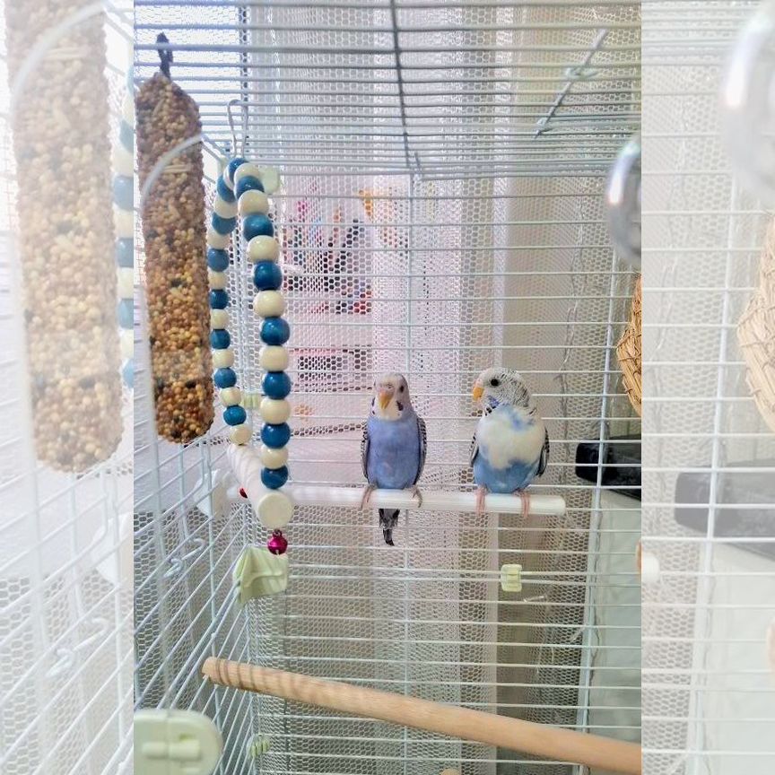 Волнистый попугай с клеткой