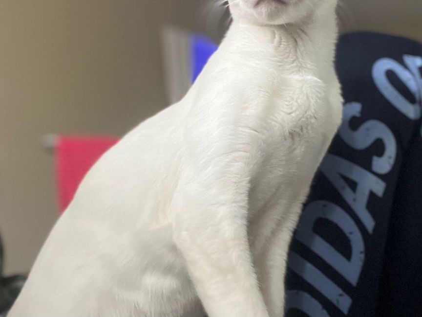 Ориентальный кот