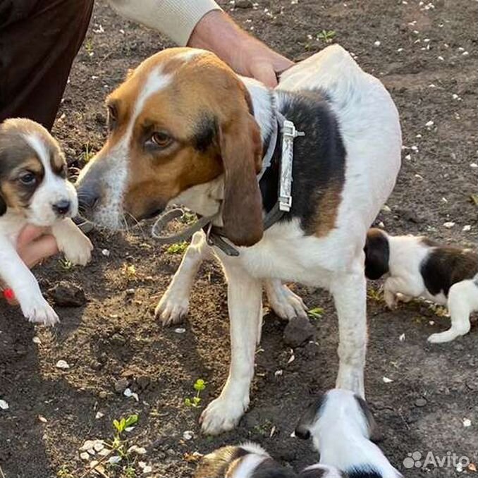 Пропали собаки