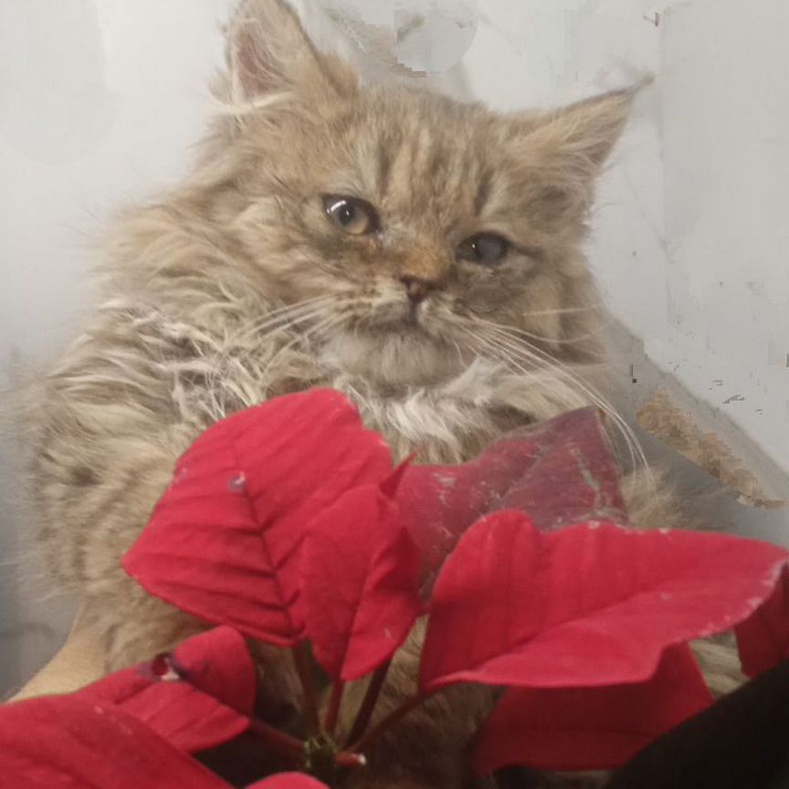 Британский длинношёрстный котёнок