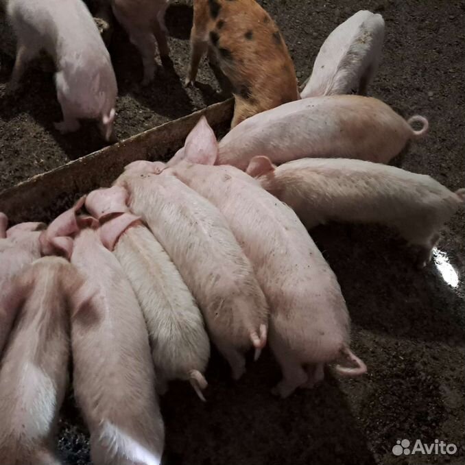 Поросята