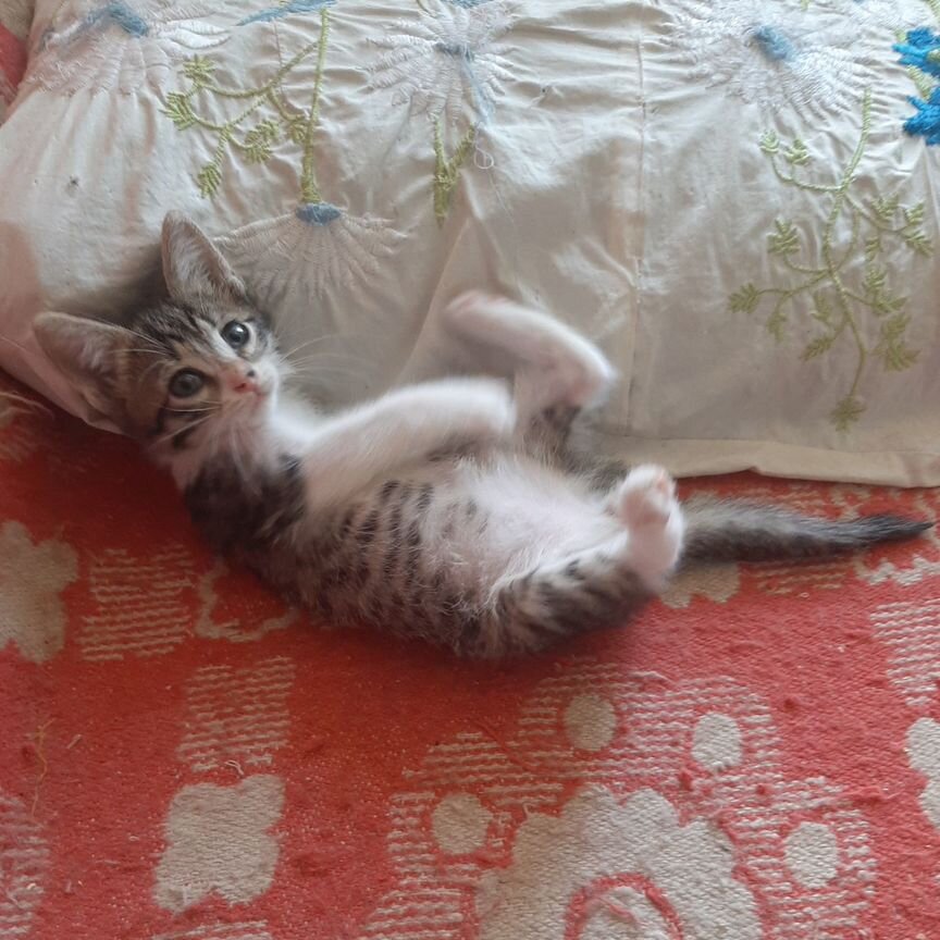 Котик 2,5 месяца - в добрые руки