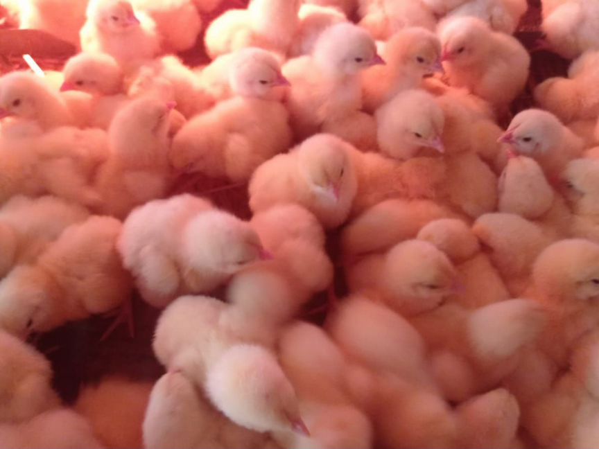 Цыплята бройлеры