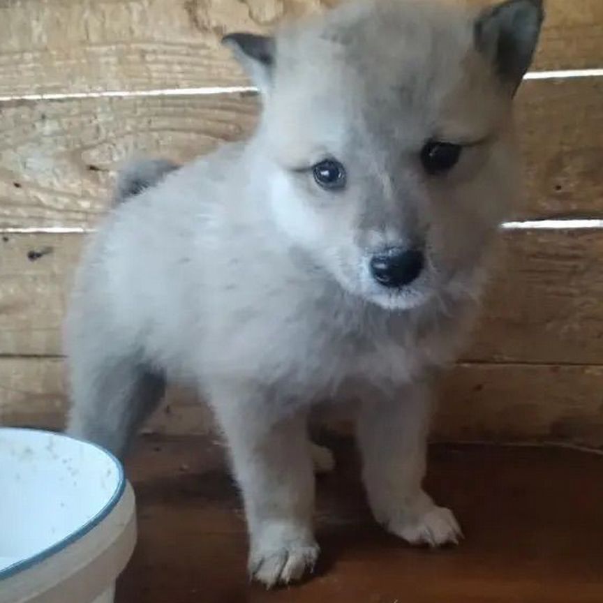 Западносибирская лайка, щенок