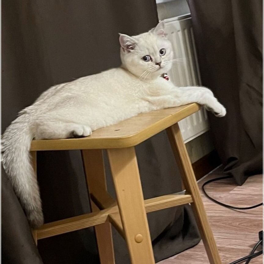 Шотландские котята серебристая шиншилла