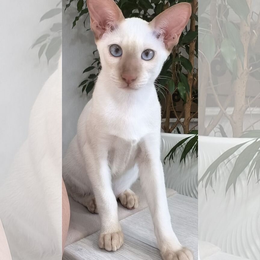 Ориентальный котёнок