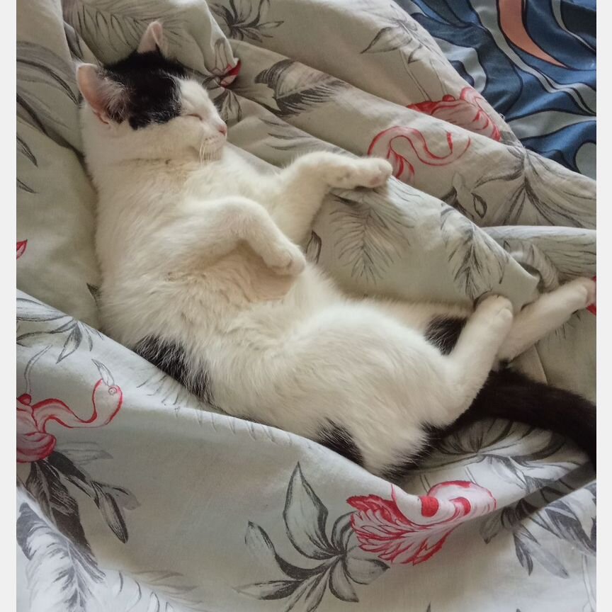 Отдам кота в добрые руки бесплатно