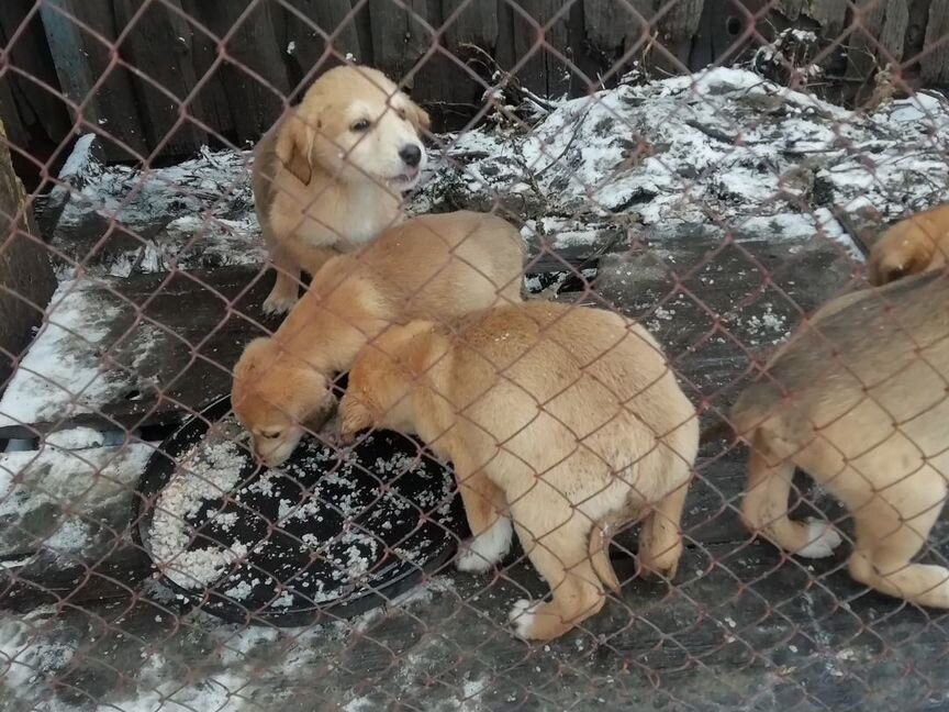 Щенки русской гончей