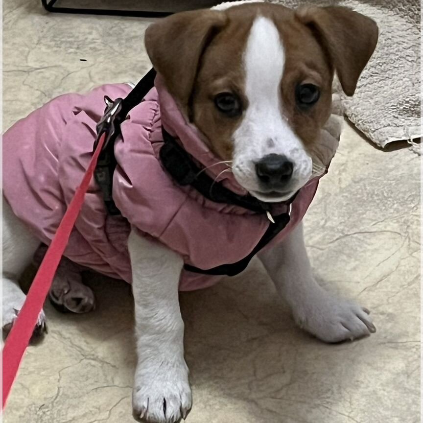 Костюм для маленькой собаки