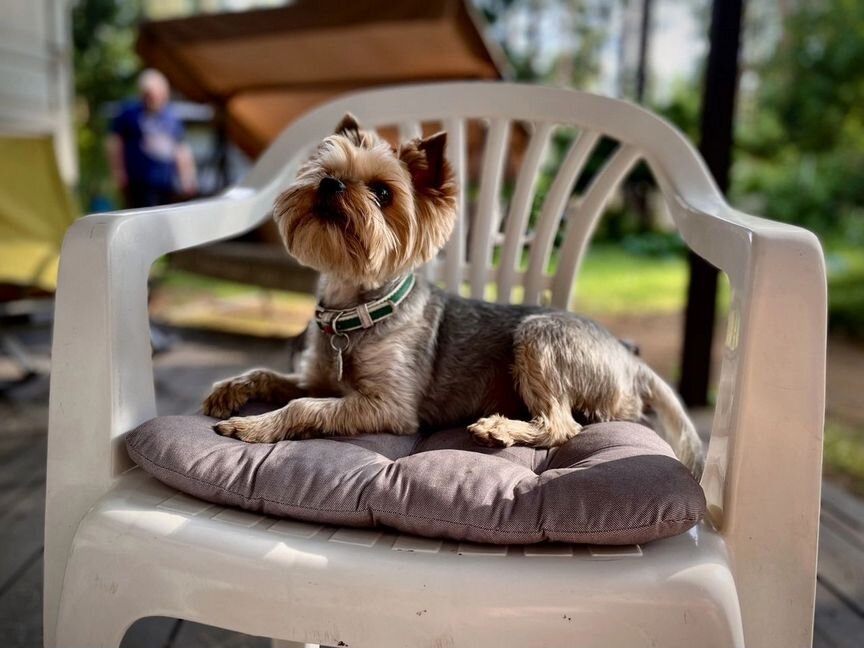 Йоркширский терьер вязка