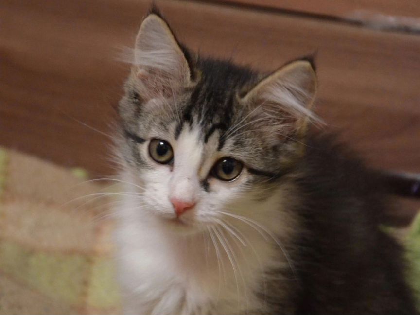 Кошка котенок