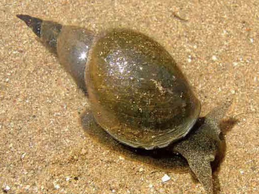 Улитка прудовик с детенышами