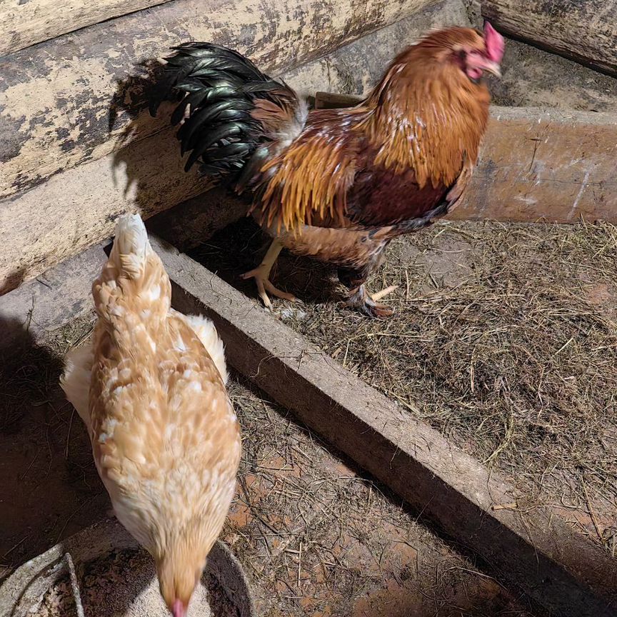 Куры петухи