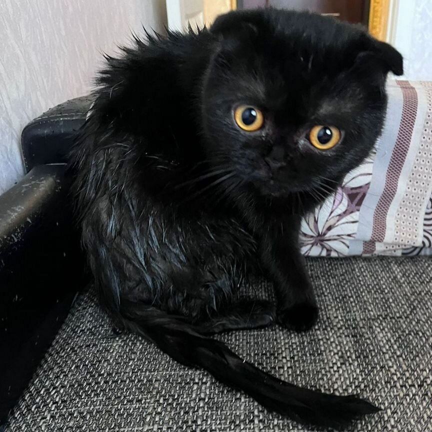 Взрослая, кошка в добрые руки