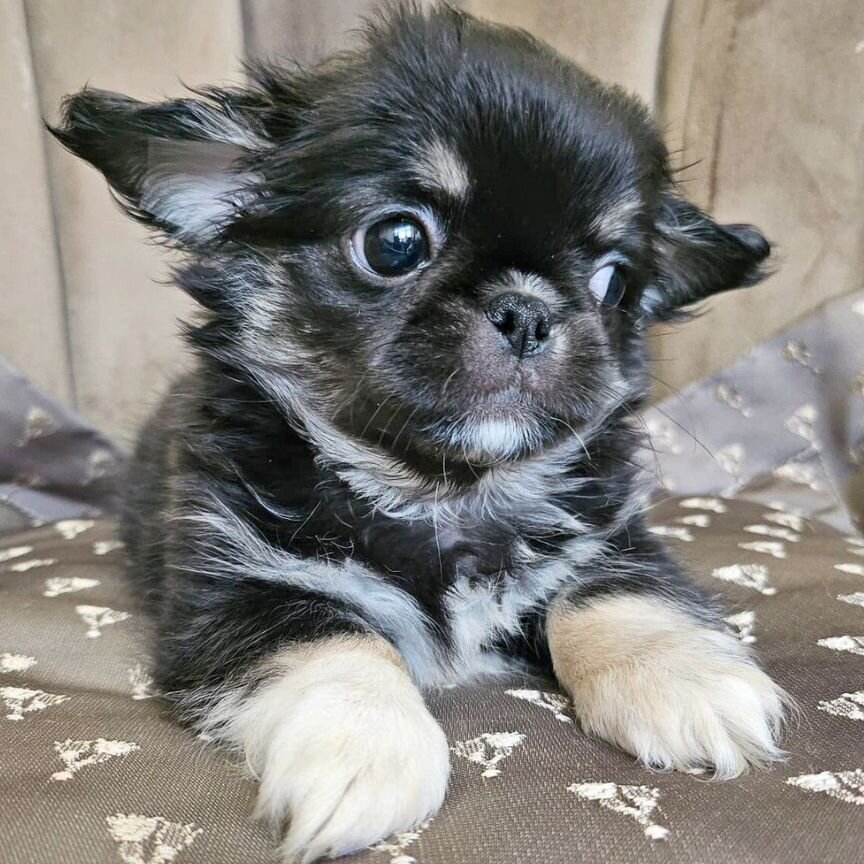 Щенки чихуахуа