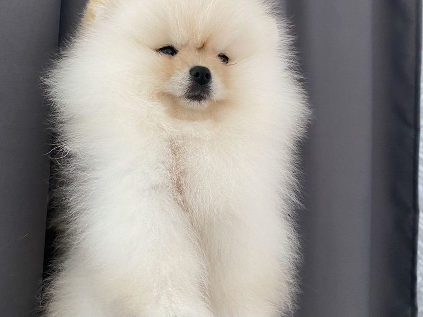 Померанский шпиц девочка