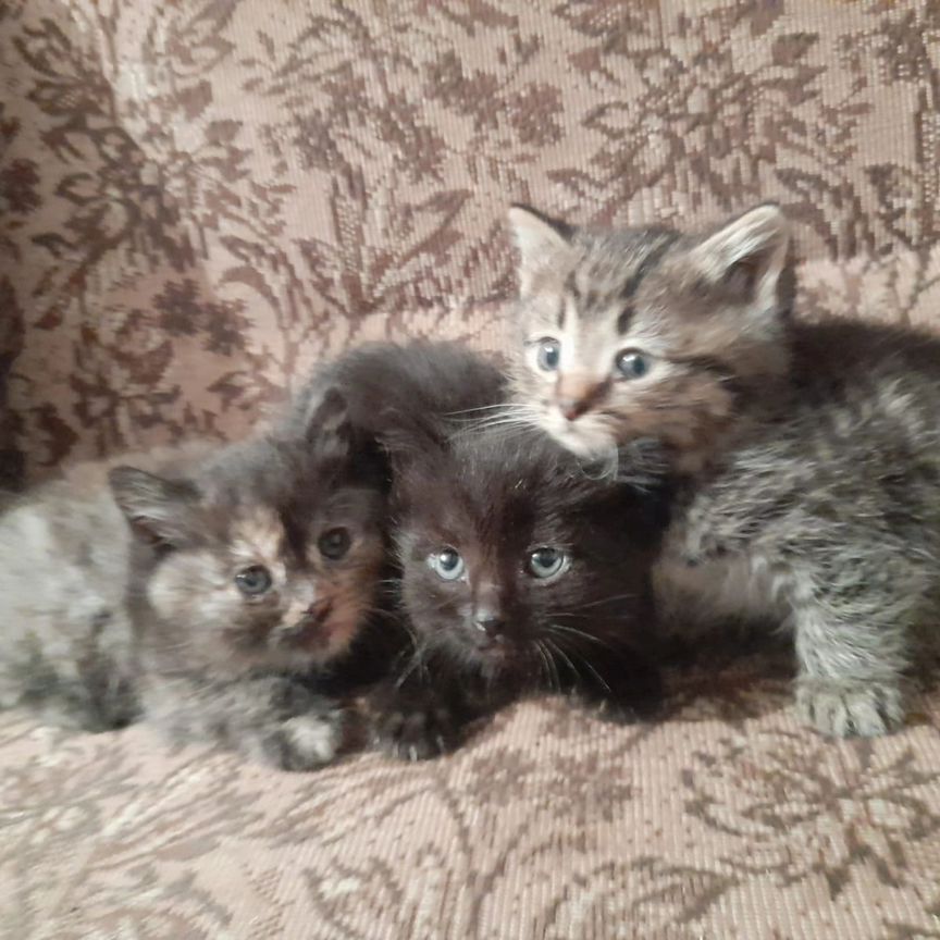 Котятки бесплатно