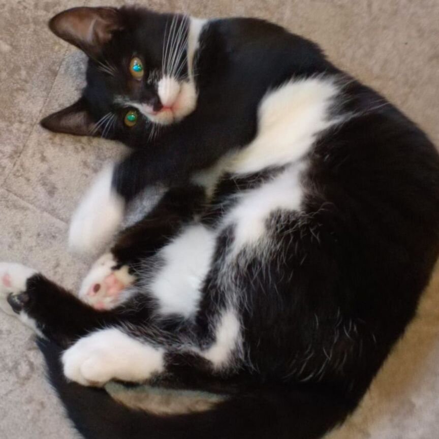 Котёнок в добрые руки