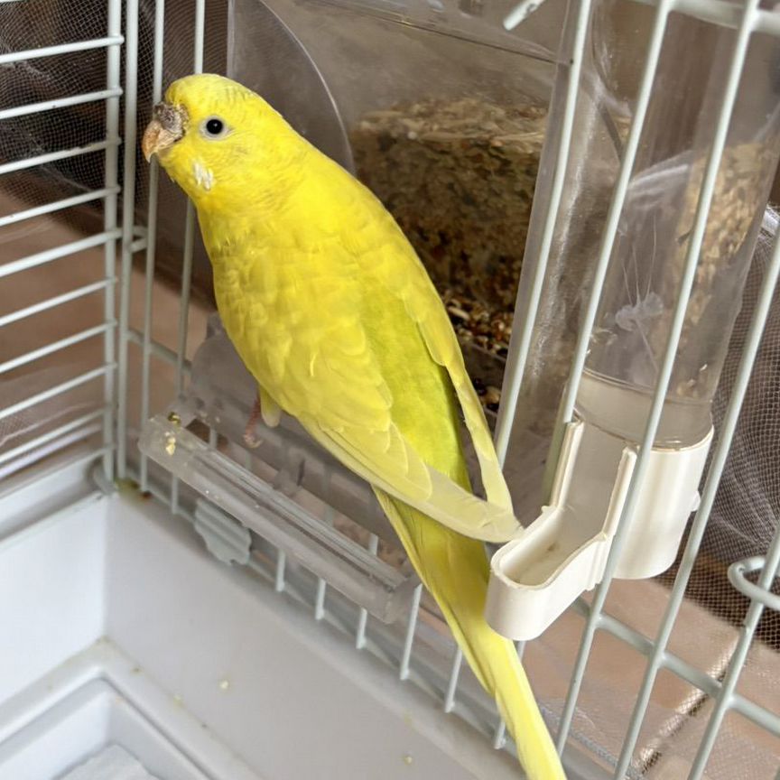 Волнистый попугай