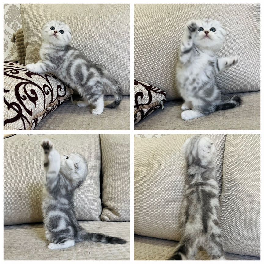 Шотландские вислоухие котята