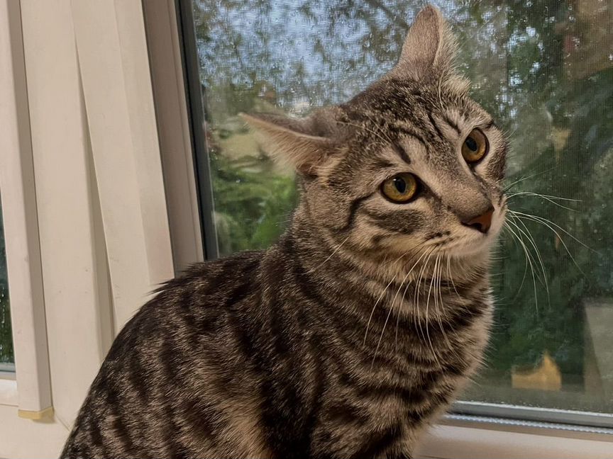 Молодой котик