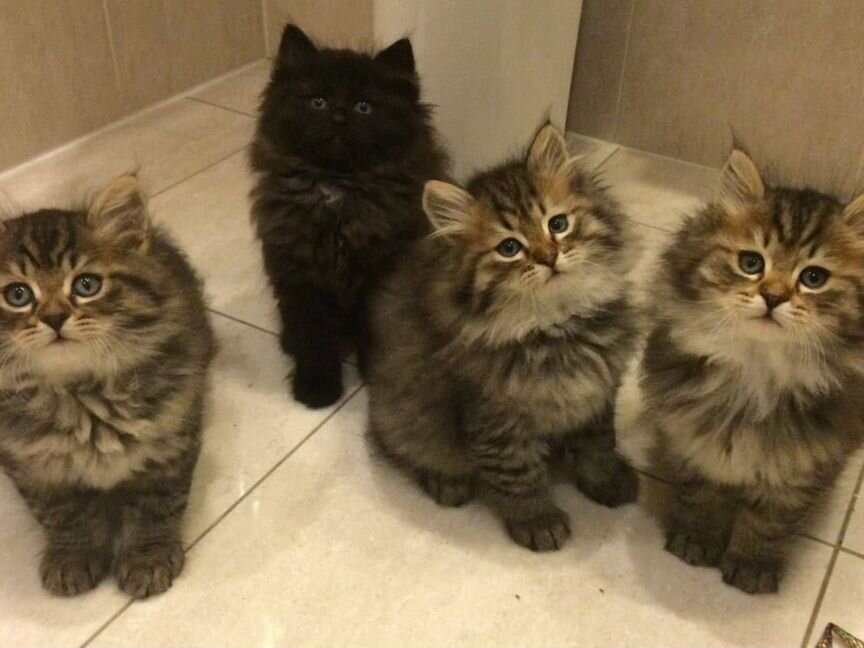 Котята норвежская лесная