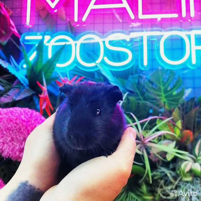 Морская свинка крестед сатиновый