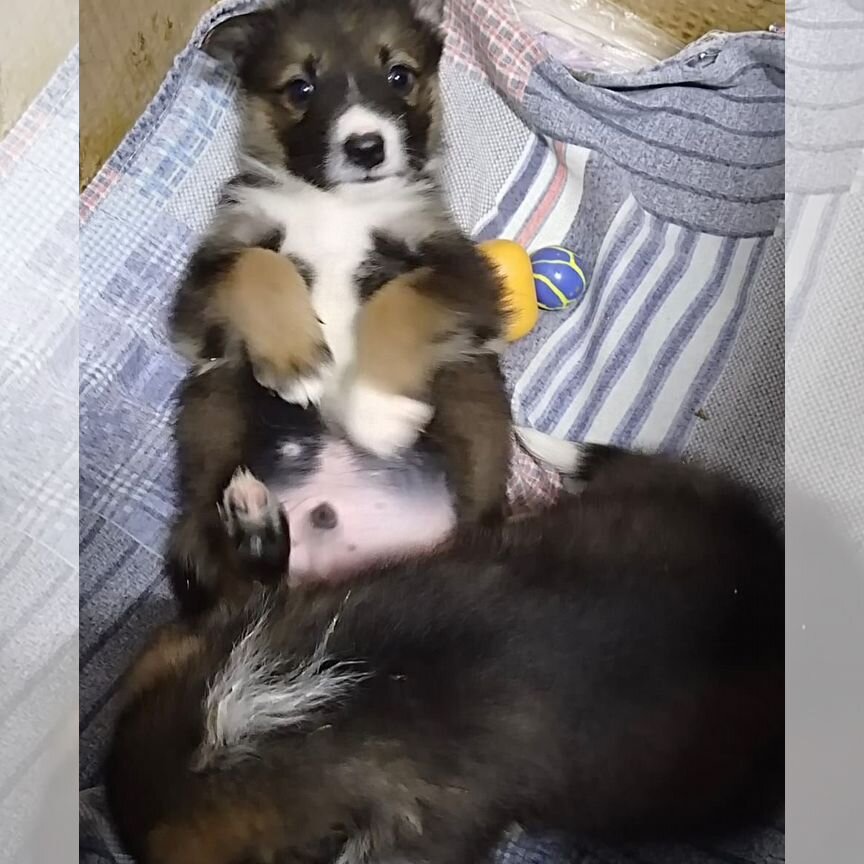 Малыши 3 мальчика и одна девочка
