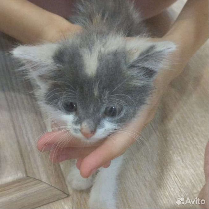 Котятки 1 мес девочки