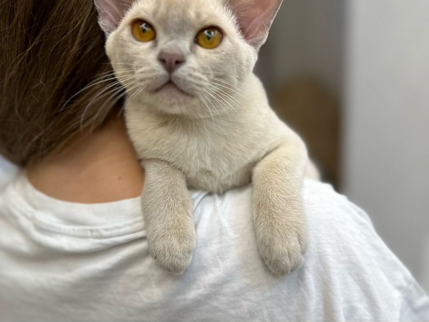 Бурманский кот