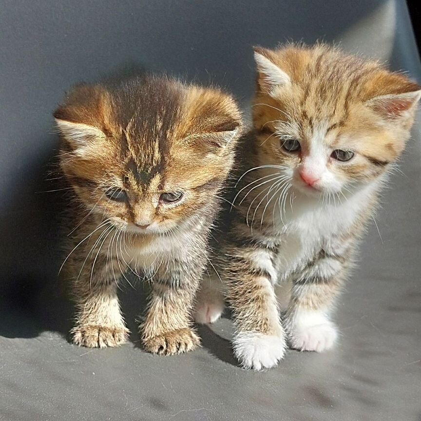 Шотландские котята