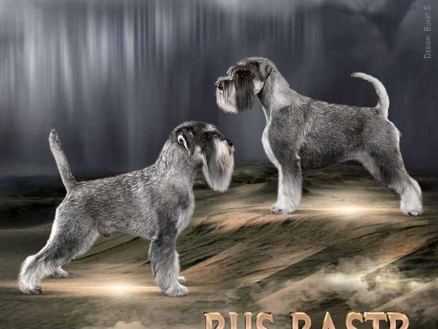 Миттельшнауцер