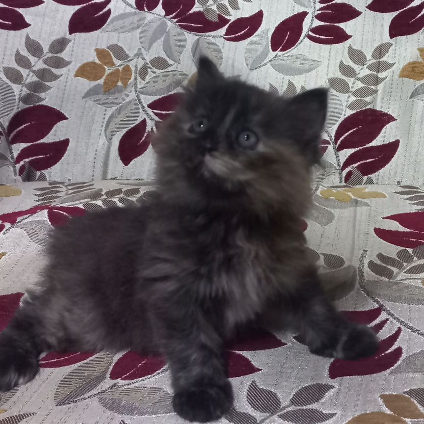 Котята в добрые руки бесплатно
