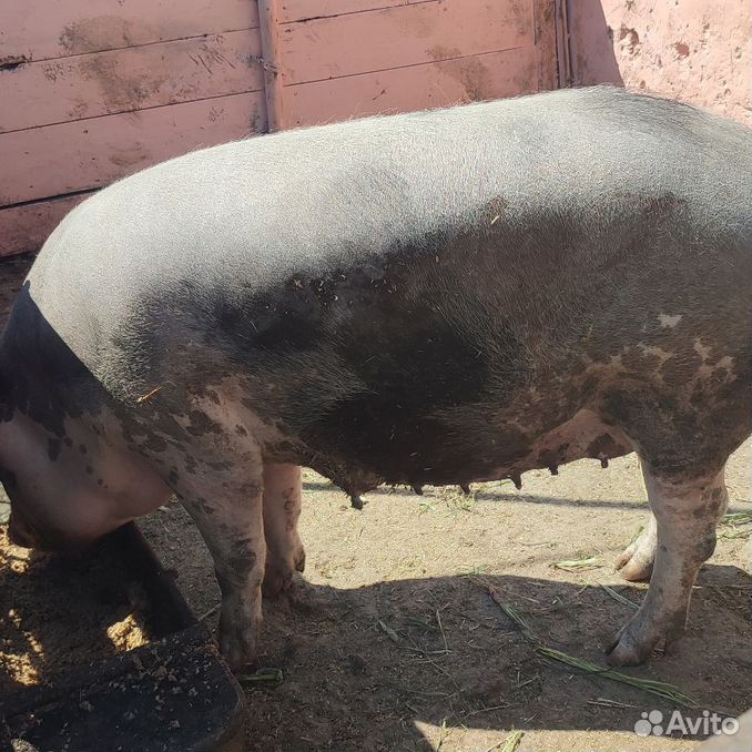 Свиноматки