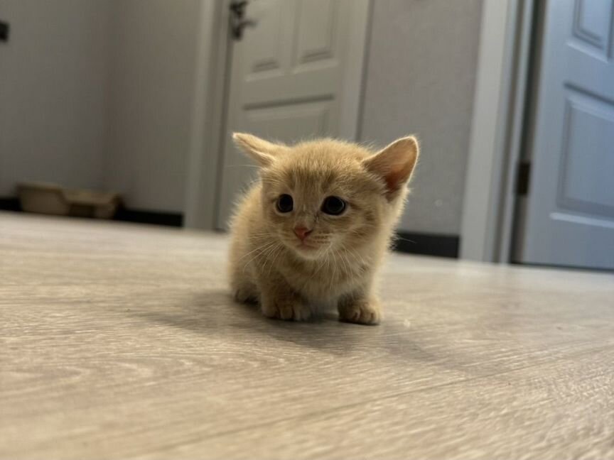 Котята