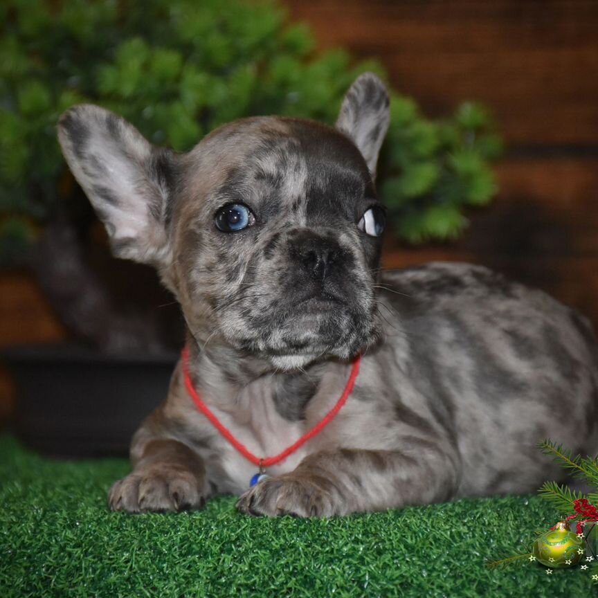 Лиловая мерлюшка