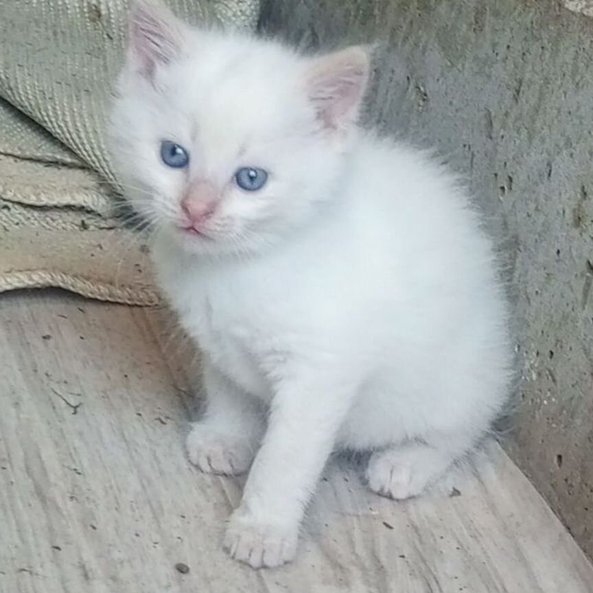 Котёнок в добрые руки