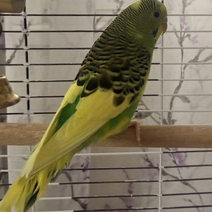 Волнистый попугай взрослая девочка