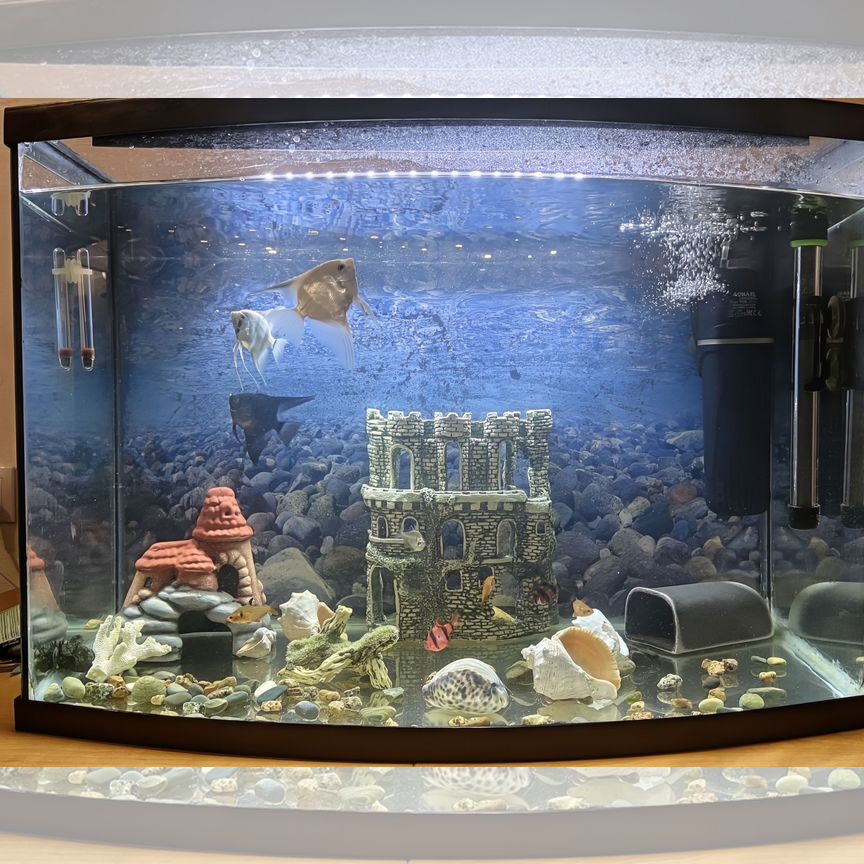 Аквариум с рыбами