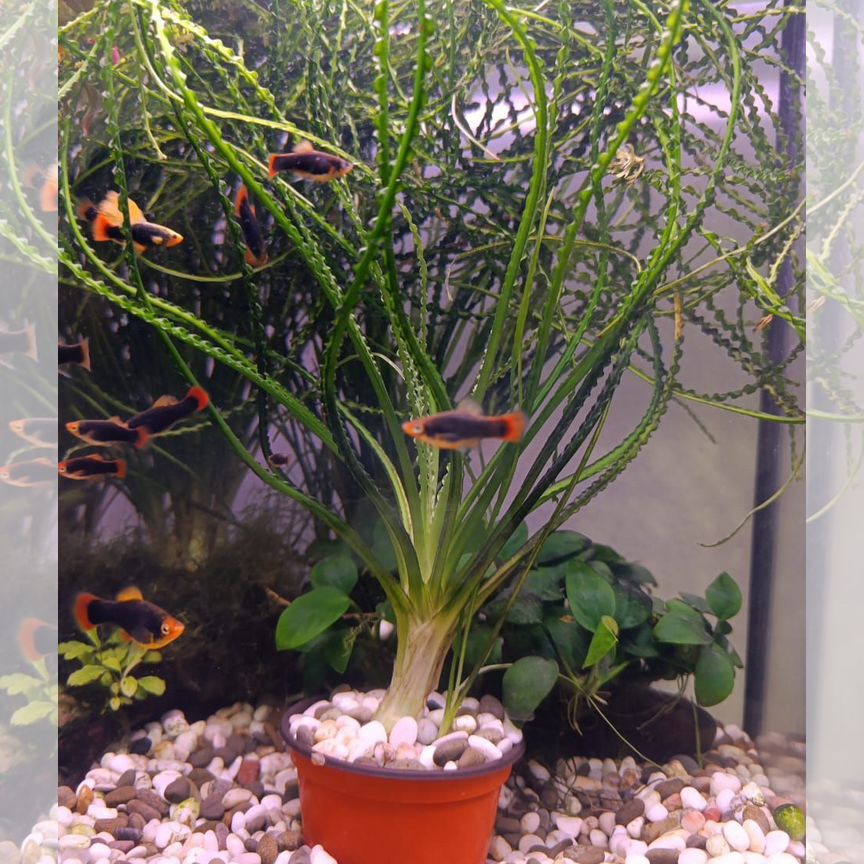 Кринум курчавый растение аквариумное