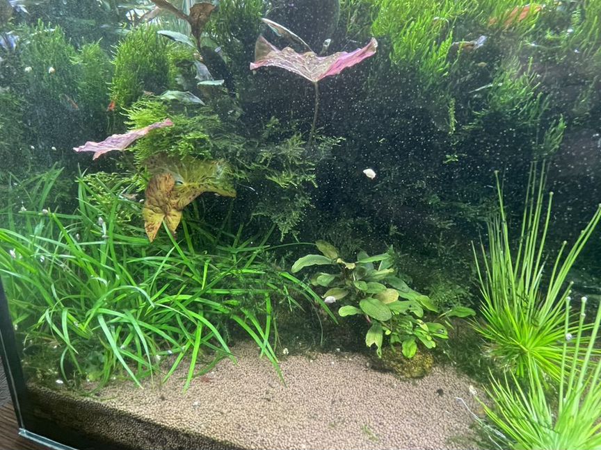 Буцефаландры и другие растения, креветки вишня