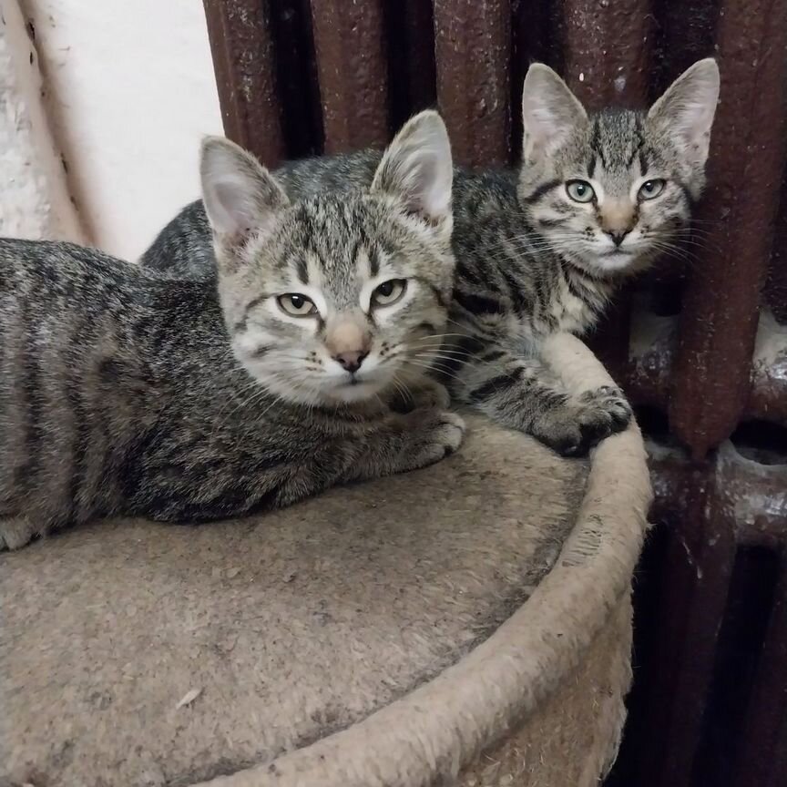 Котята 3,5 месяца